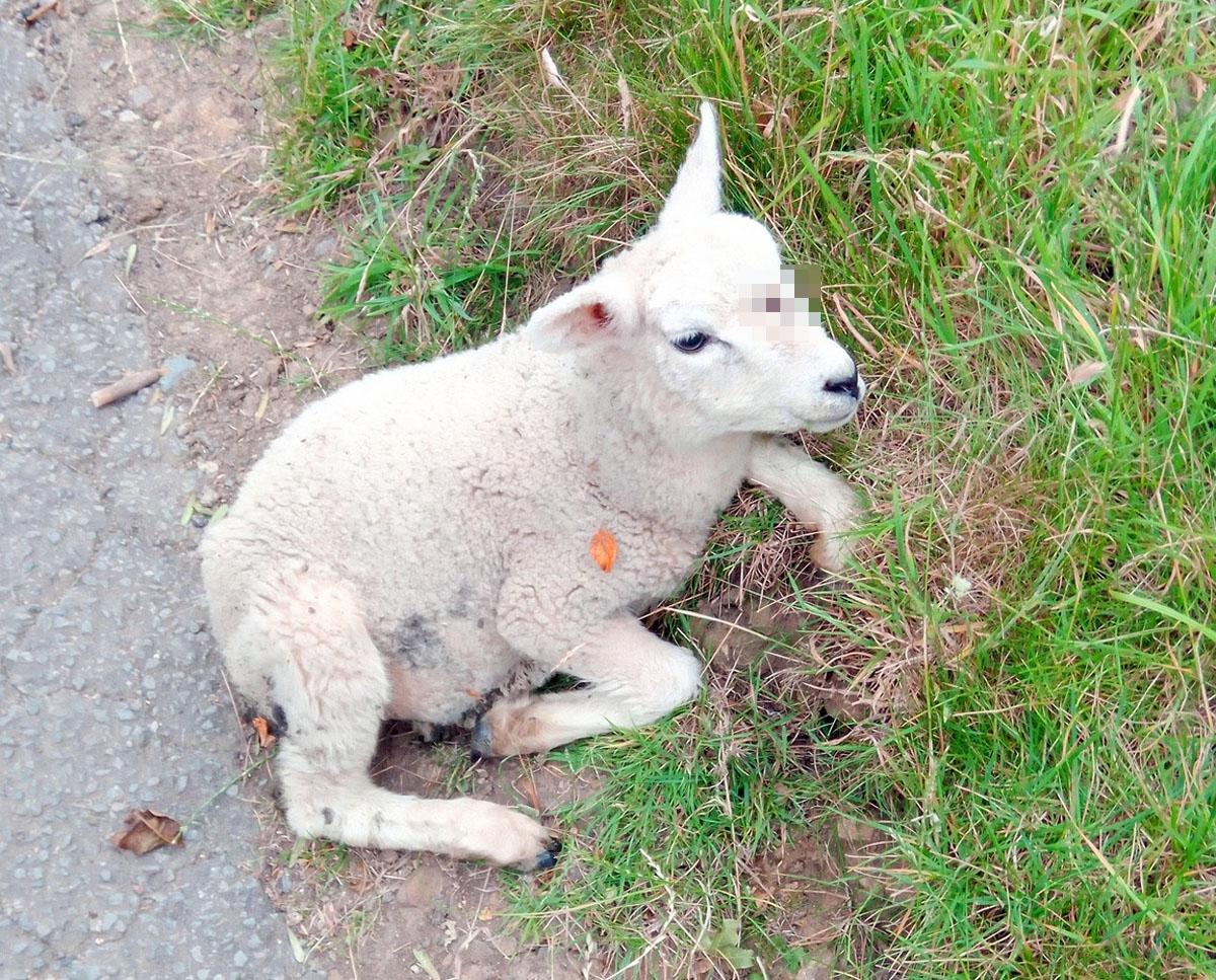 Off-roaders killing and injuring sheep at country park - Banbury FM